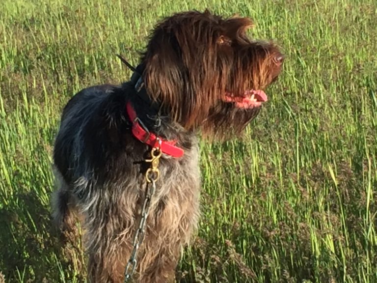 Riden High Gundogs – Central Oregon Breeder of Wirehaired Pointing ...